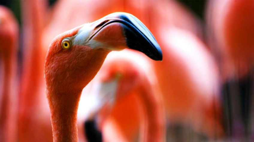 Sum of consecutive positive integers puzzle - IMA