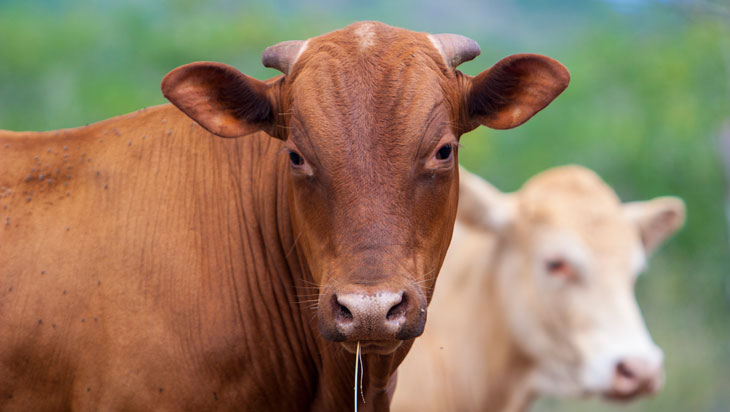 Applying game theory to livestock disease control - IMA