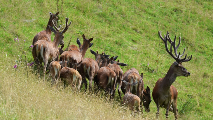 The effective collective: Why animal groups are smarter together - IMA