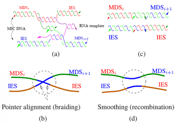 Discovering Patterns in a Scrambled Genome - IMA