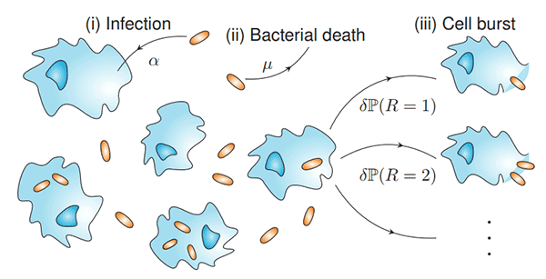 Multi-Scale Modelling of Bacterial Infections - IMA