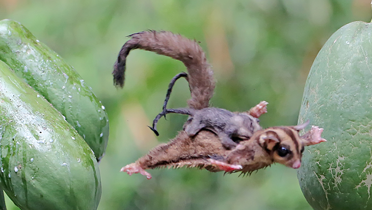 Aerodynamic Aspects of Animal Flight - IMA
